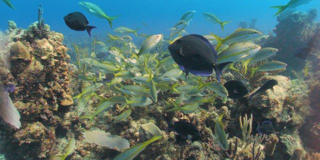 Legend of Lusca - release date, videos, screenshots, reviews on RAWG